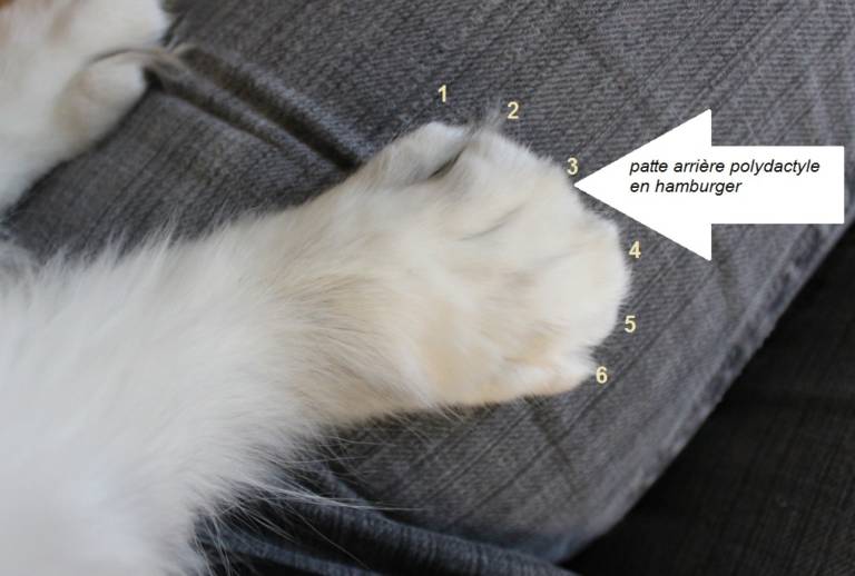 Le Maine Coon Polydactyle — Chatterie of Magic Arcadia